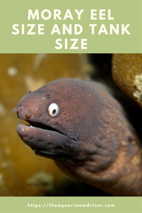 Moray Eel Size And Tank Size For Saltwater Eel Species