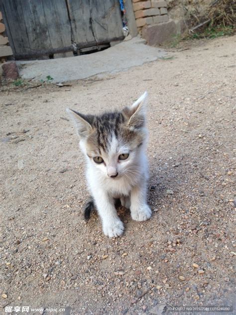 小猫摄影图 家禽家畜 生物世界 摄影图库 昵图网