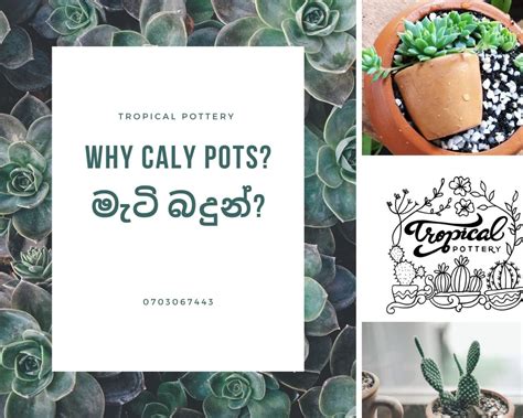 Tropical Pottery On Tumblr