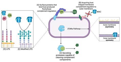 Pathogens Mdpi On Linkedin Complement Bacteria Antibacterial