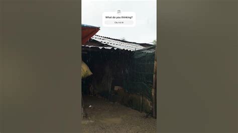 Rain Sounds For Sleeping Shorts Youtube