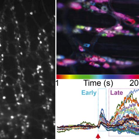 Pennsieve Enteric Neuron Responses In Mouse Distal Colon To