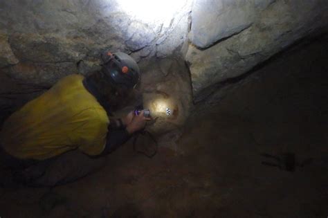 Why Discovering A ‘true Giant Wombat Fossil In Qld Is A Big Deal