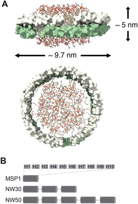 Designer Nanodiscs To Probe And Reprogram Membrane Biology In Synapses