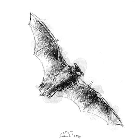 Serotine Bat Sketch Seanbriggs
