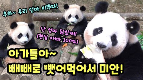 [에버랜드 판다 루이🩷후이] ️아가들아~ 빼빼로 뺏어먹어서 엄마가 미안~~~🐼😋🤣 Feat 죽순이 먹으면서 미모발산하는 아이바오💕 ️ Youtube
