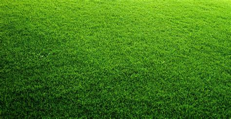 Sports Turf Perennial Ryegrass Seed Grow Healthier Grass