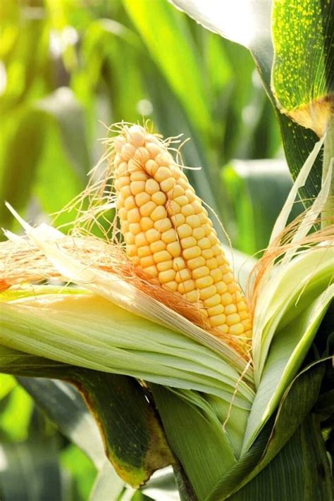 Sweet Corn Bags At Rosemary Henry Blog