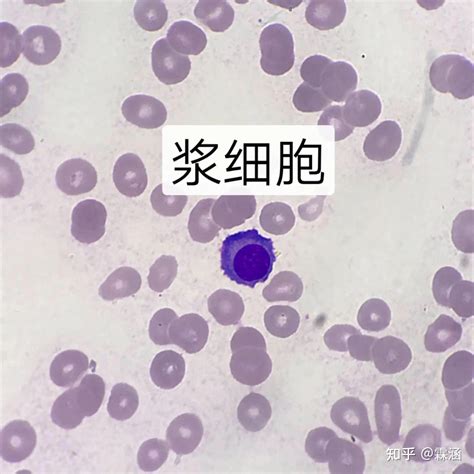 组胚学习笔记结缔组织 知乎