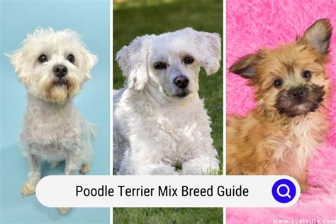 Poodle Terrier Mix Breed Guide With Photos Oodle Life