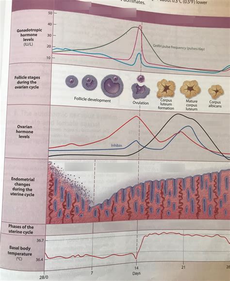 Ch 28 Ovarian Uterine Cycle Diagram Diagram Quizlet