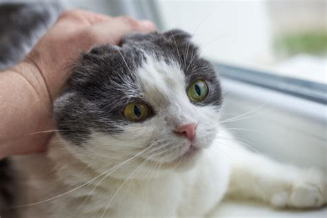 Why You Should Never Scruff A Cat Vet Reviewed Risks And Safety Tips