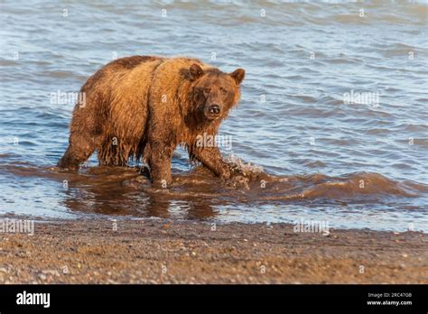 Alaska Brown Or Grizzly Bears In Lake Clark National Park Alaska Stock