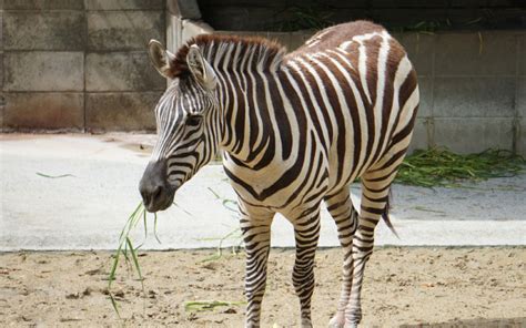 グラントシマウマ