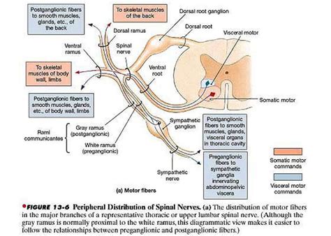 Cervical Nerve Distribution