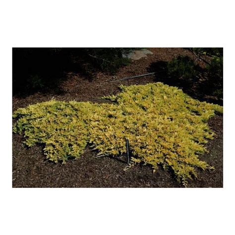 Juniperus Horizontalis Mother Lode Mother Lode Creeping Juniper