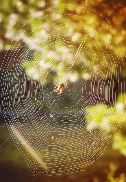 Premium Photo Foggy Morning And Web With A Spider In A Forest In The