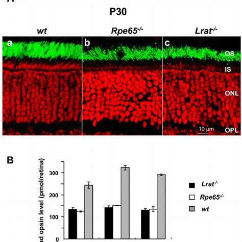 Effect Of 11 Cis Retinal On Cone Opsin Distribution Download Scientific Diagram