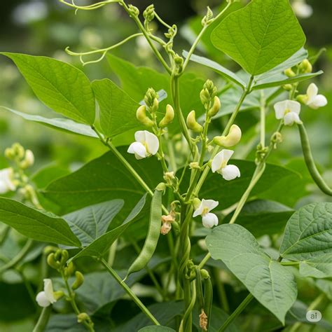 How To Grow String Beans From Seed To Harvest Home Garden Tips