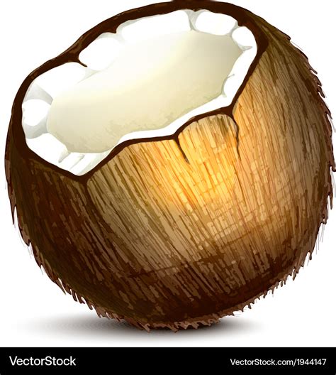 Coconut Royalty Free Vector Image Vectorstock