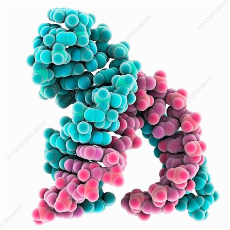 Hammerhead Ribozyme Molecule Stock Image C0139609 Science Photo