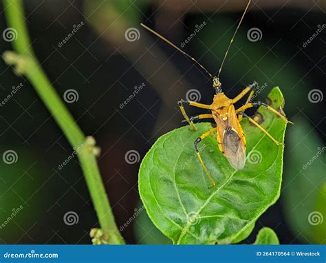 Closeup Of An Assassin Bug Harpactorinae Mating On A Green Leaf With
