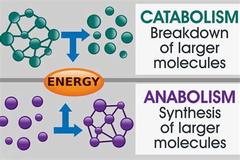 Catabolism Anabolism Scale