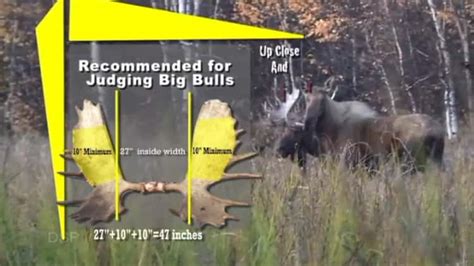 Moose Hooves