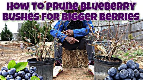 How To Prune Blueberry Bushes In Alabama At Mary Galvin Blog