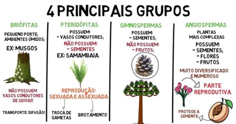 Qual A Principal Características BRAINCP