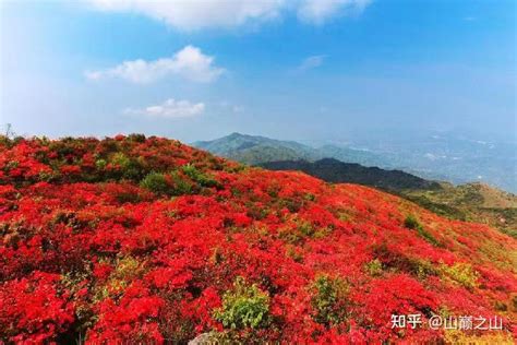 杜鹃花 知乎