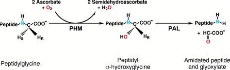 Amidation Of Bioactive Peptides The Structure Of Peptidylglycine α
