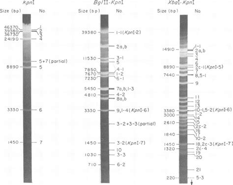 Agarose Gel Electrophoresis Of Restriction Fragments Produced By