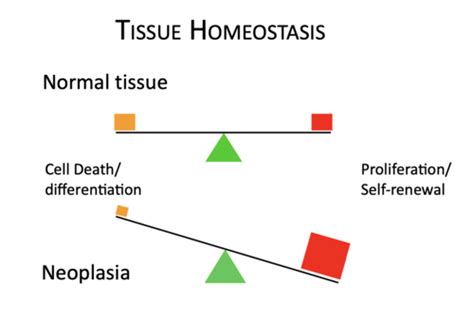 Growth Factor Signalling In Cancer Flashcards Quizlet