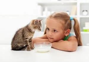Waarom Wil Mijn Kat Dat Ik Kijk Hoe Ze Eet