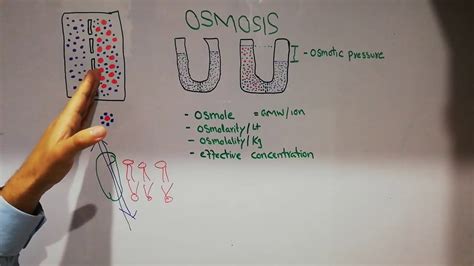 Osmolality Osmolarity At Jennifer Desrochers Blog