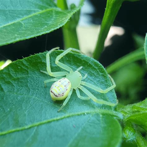 Spider On Chilli Plant Brisbane R Australianspiders