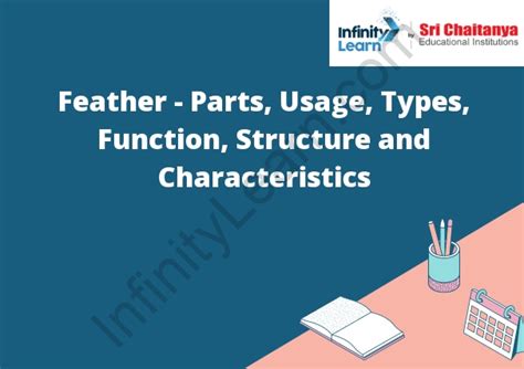 Feather Parts Usage Types Function Structure And Characteristics