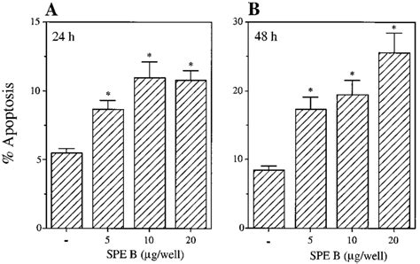 Spe B Induced Apoptosis In U937 Cells U937 Cells Were Cultured With