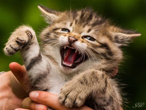 Фотографии с симпатичными котиками « Fotorelax