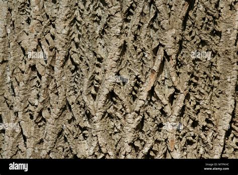 A Tree Bark Background Macro Tecture Stock Photo Alamy
