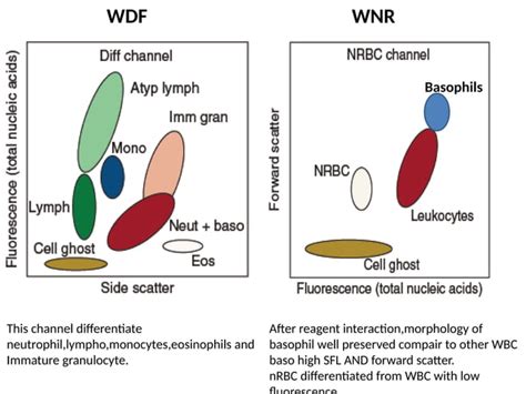 Cbc Principle Of Cell Counter Interpretation Of Histogram And Scattergram Dr Rashmipptx