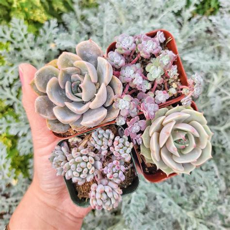 Succulent Pots Set Etsy