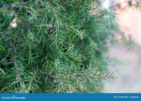 Juniper Texture Royalty Free Stock Image 51155650