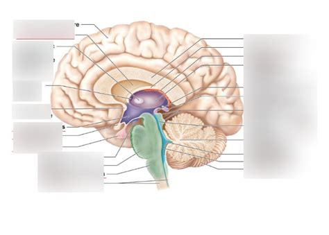 Brain Anatomy Diagram Quizlet Brain Anatomy Diagram Quizlet