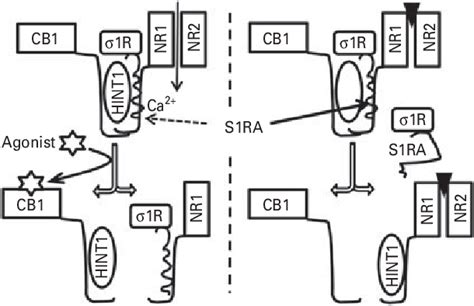 Diagram Describing The Role Of Hint1 And σ1r In The Cb1 Nmdar Protein