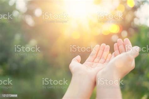 여자는 일몰 하늘과 녹색 흐림 잎 보케 태양 빛 추상적 인 배경까지 손을 엽니 다 건강한 생활방식에 대한 스톡 사진 및 기타