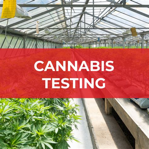 Cannabis Plant Virus Testing — Rose City Laboratories