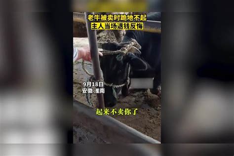老牛被卖时跪地不起，主人当场退钱反悔老牛主人
