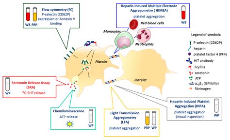 Elevated Platelet Function Assay At Rachel Fairweather Blog